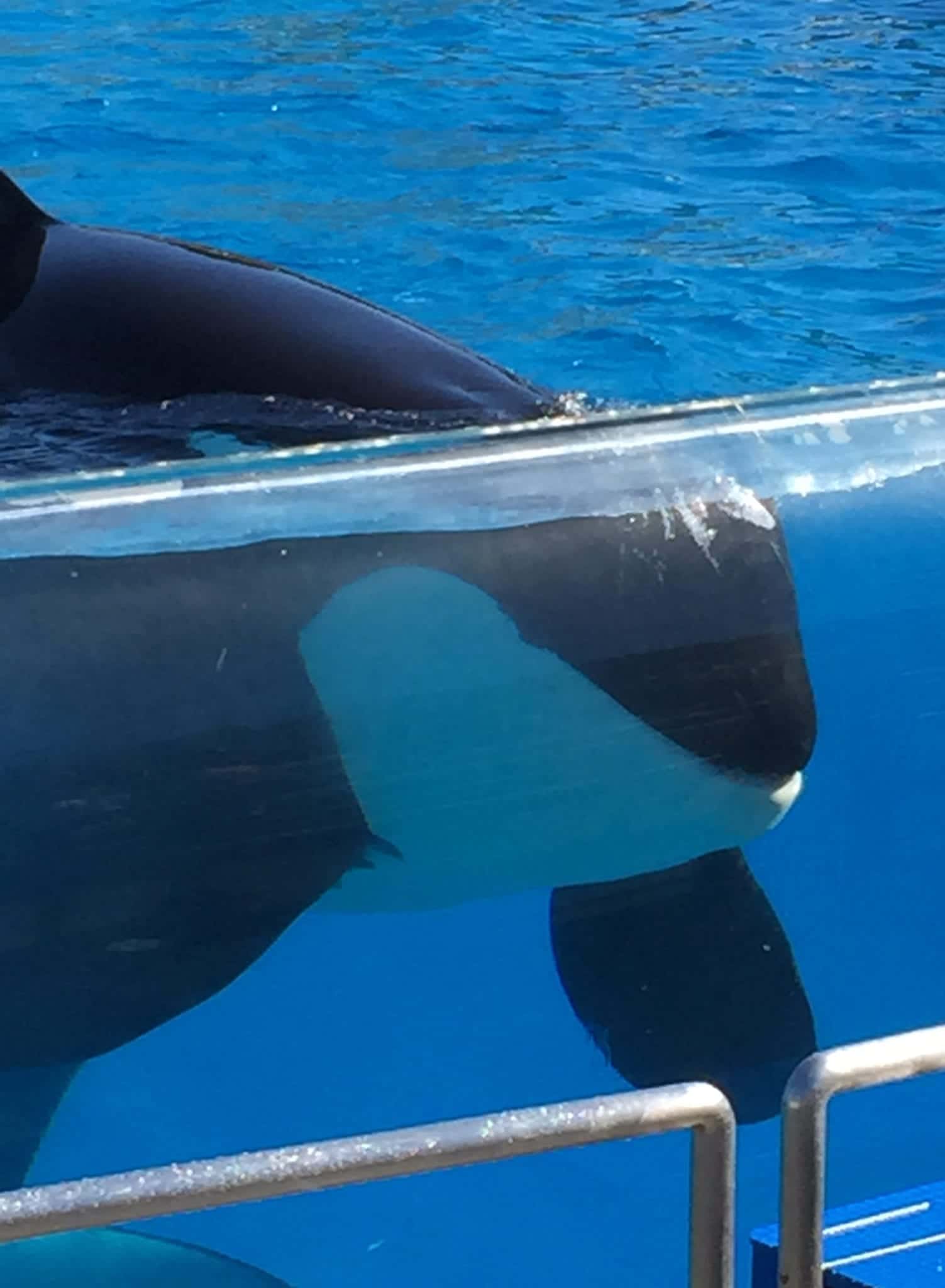 Big cetacean brains generate lots of heat | News | Des Moines University